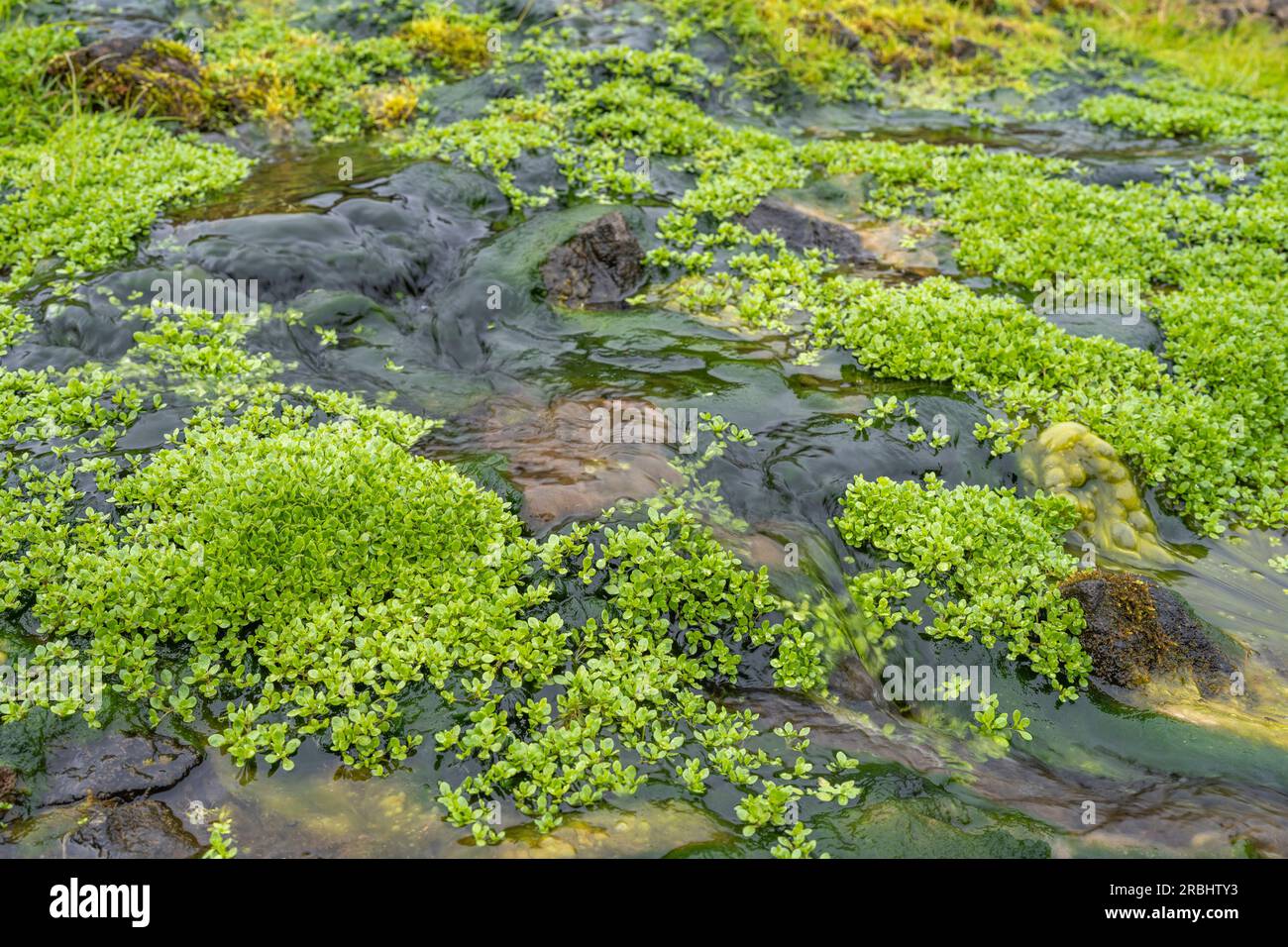Small stream of water flowing through Volcanic Icelandic landscape ...