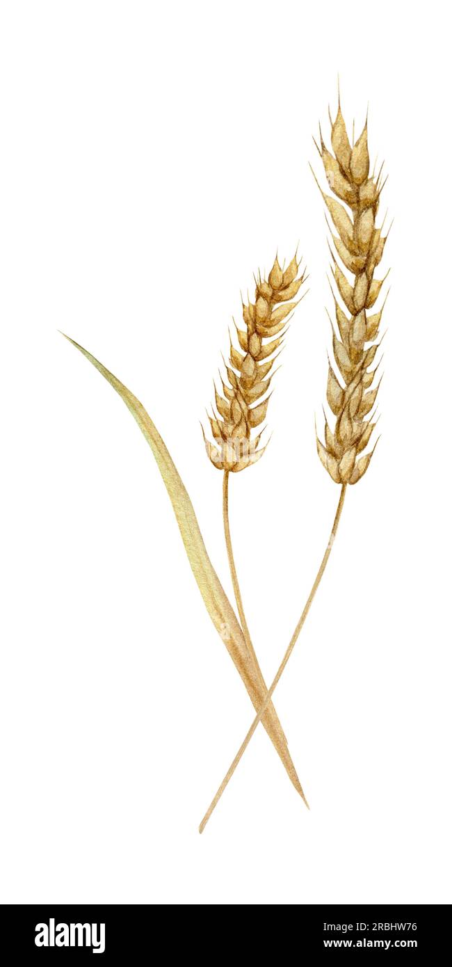 Spikelets of wheat, rye, barley, grains. Bunch of wheat and oats ...