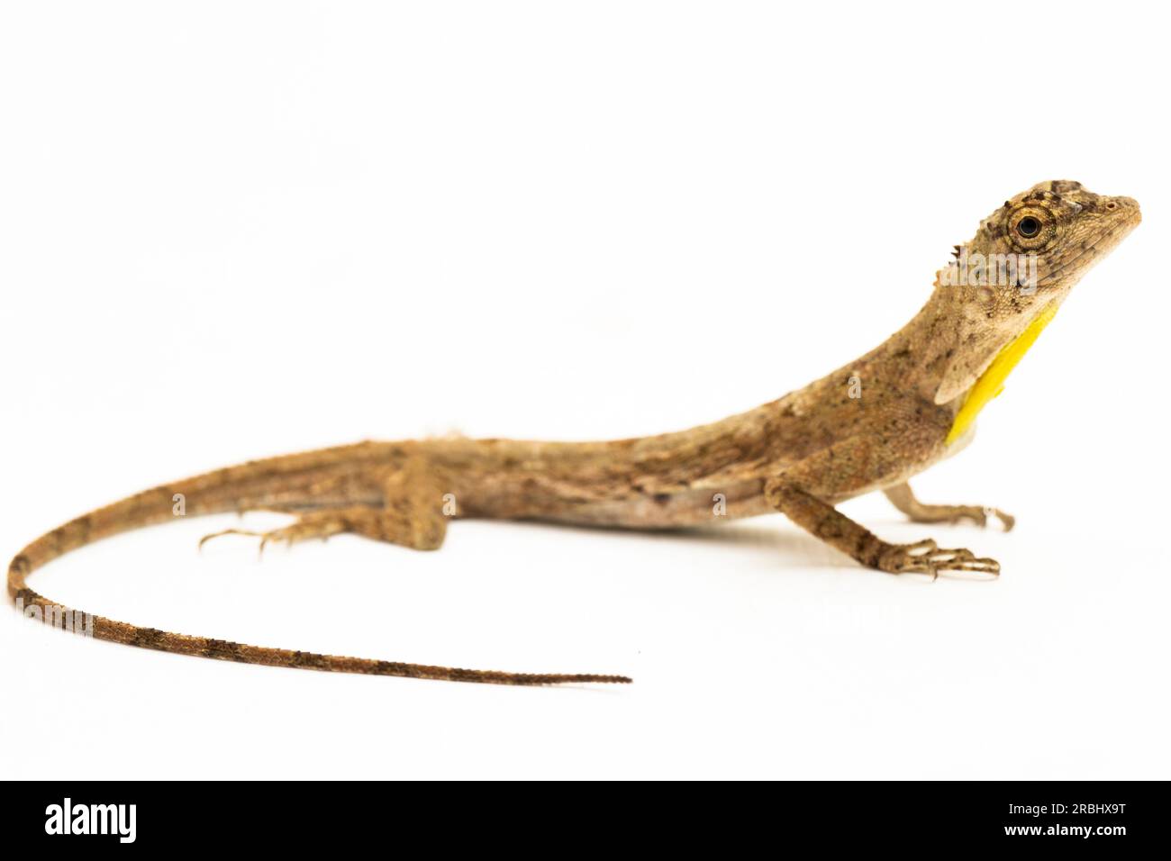 Flying dragon or flying lizard Draco volans isolated on white ...