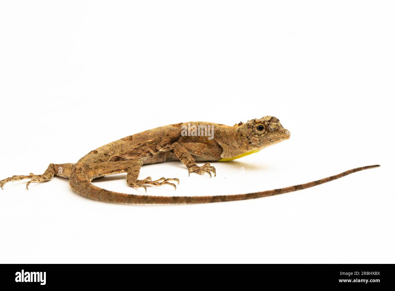 Flying dragon or flying lizard Draco volans isolated on white ...