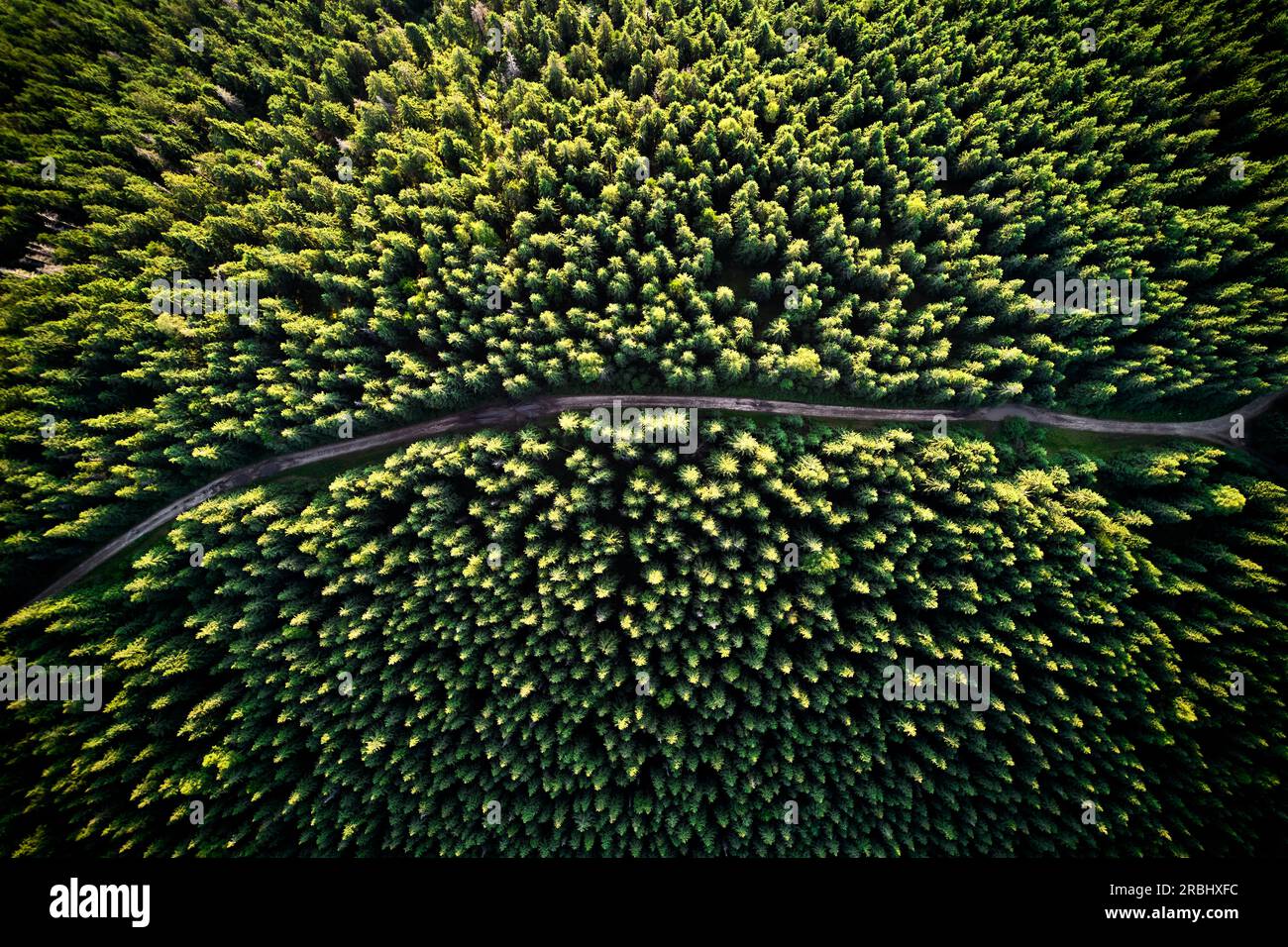 Aerial drone view of mountain road or pathway through alpine coniferous ...