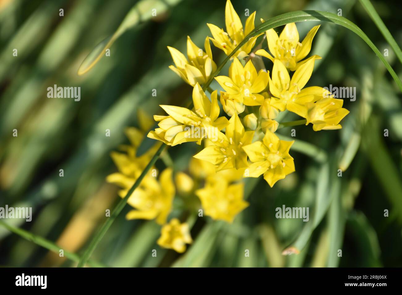 Pretty up close look at beautiful flowering yellow allium plants Stock ...