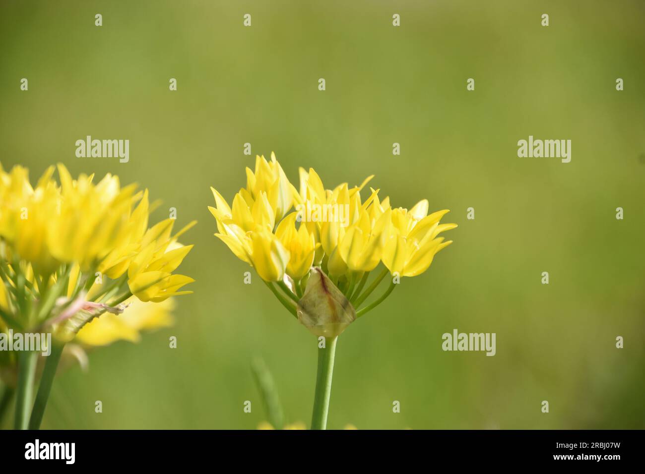 Lily leek allium moly hi-res stock photography and images - Alamy