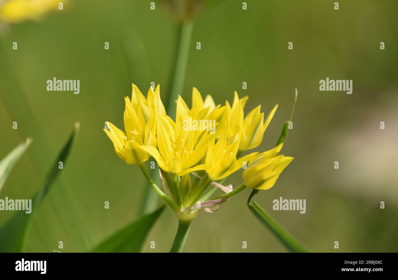 Lily leek allium moly hi-res stock photography and images - Alamy