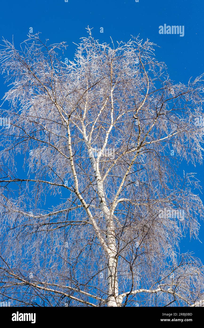 Branches of a birch crown covered with white frost on a frosty winter ...