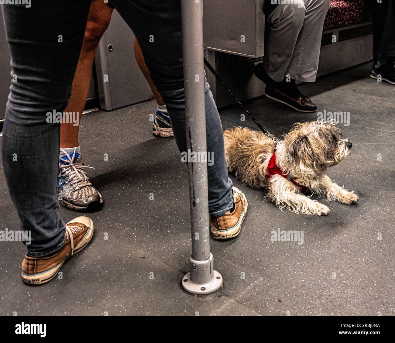Interior of U-Bahn train carriage with seated people and dog lying on ...
