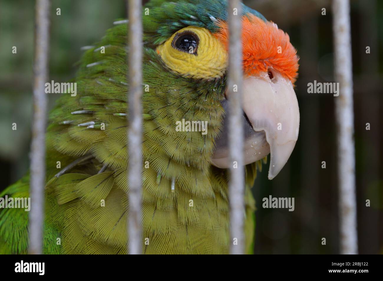 Loro perico hi-res stock photography and images - Alamy