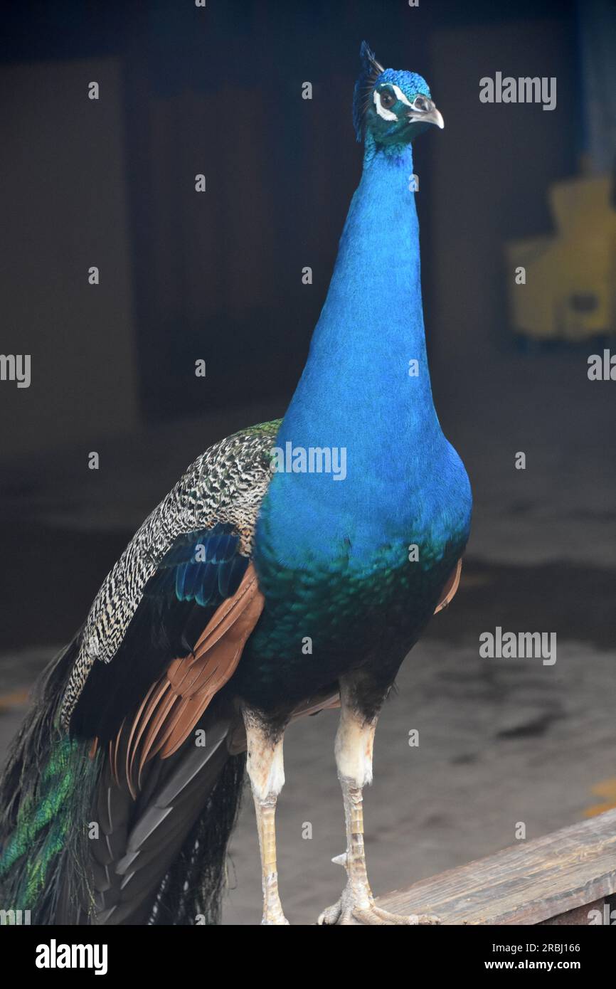 Male blue peacock with his tail feathers trailing behind him Stock ...