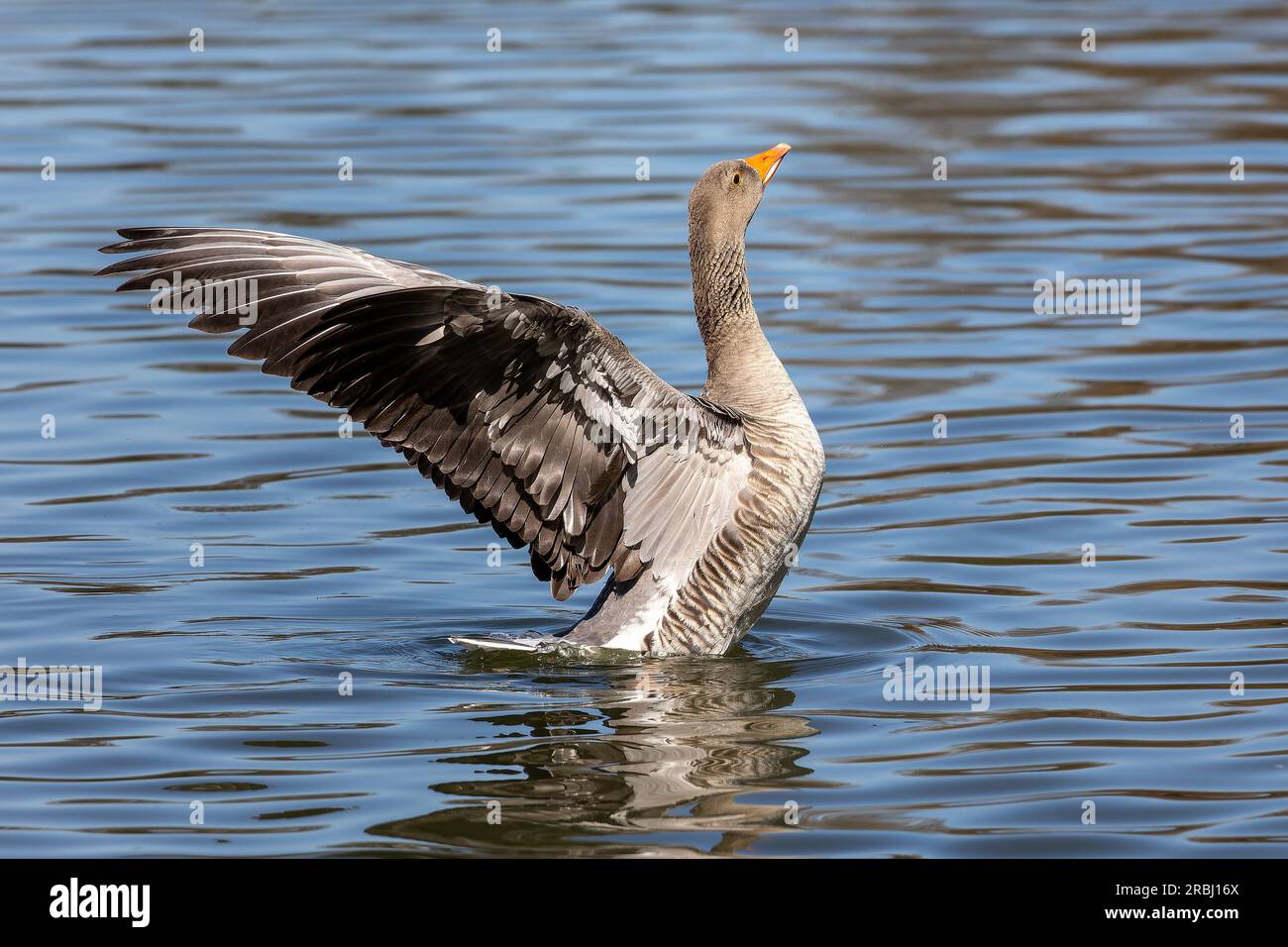 The greylag goose spreading its wings on water. Anser anser is a ...