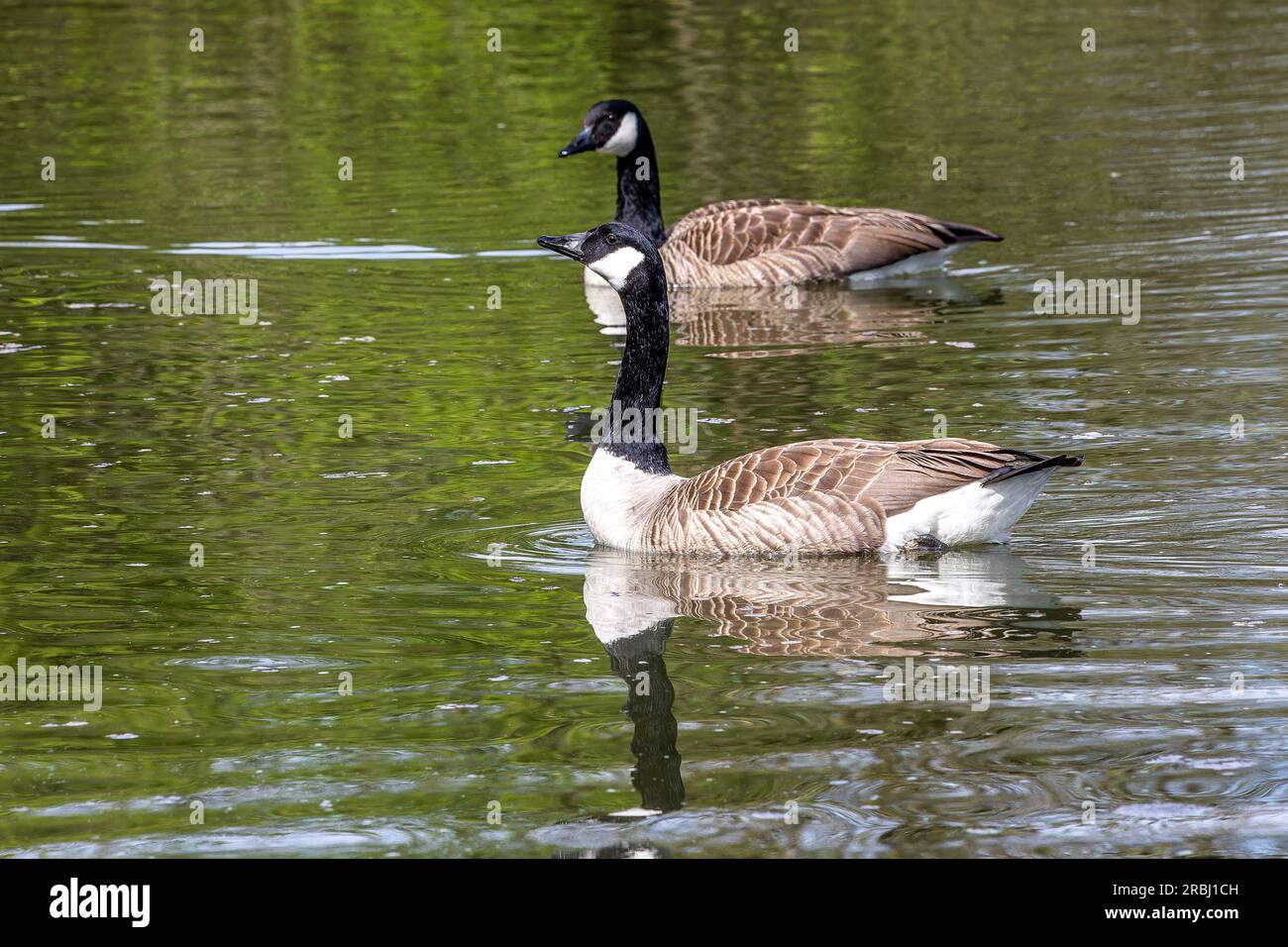 The Canada Goose, Branta canadensis at a Lake near Munich in Germany ...