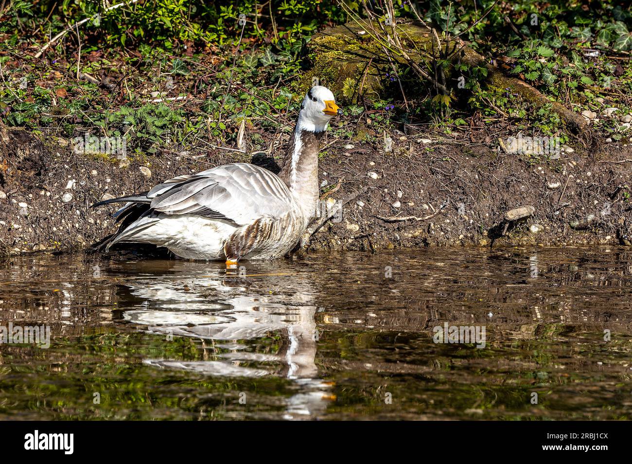 The bar-headed goose, Anser indicus is a goose that breeds in Central ...