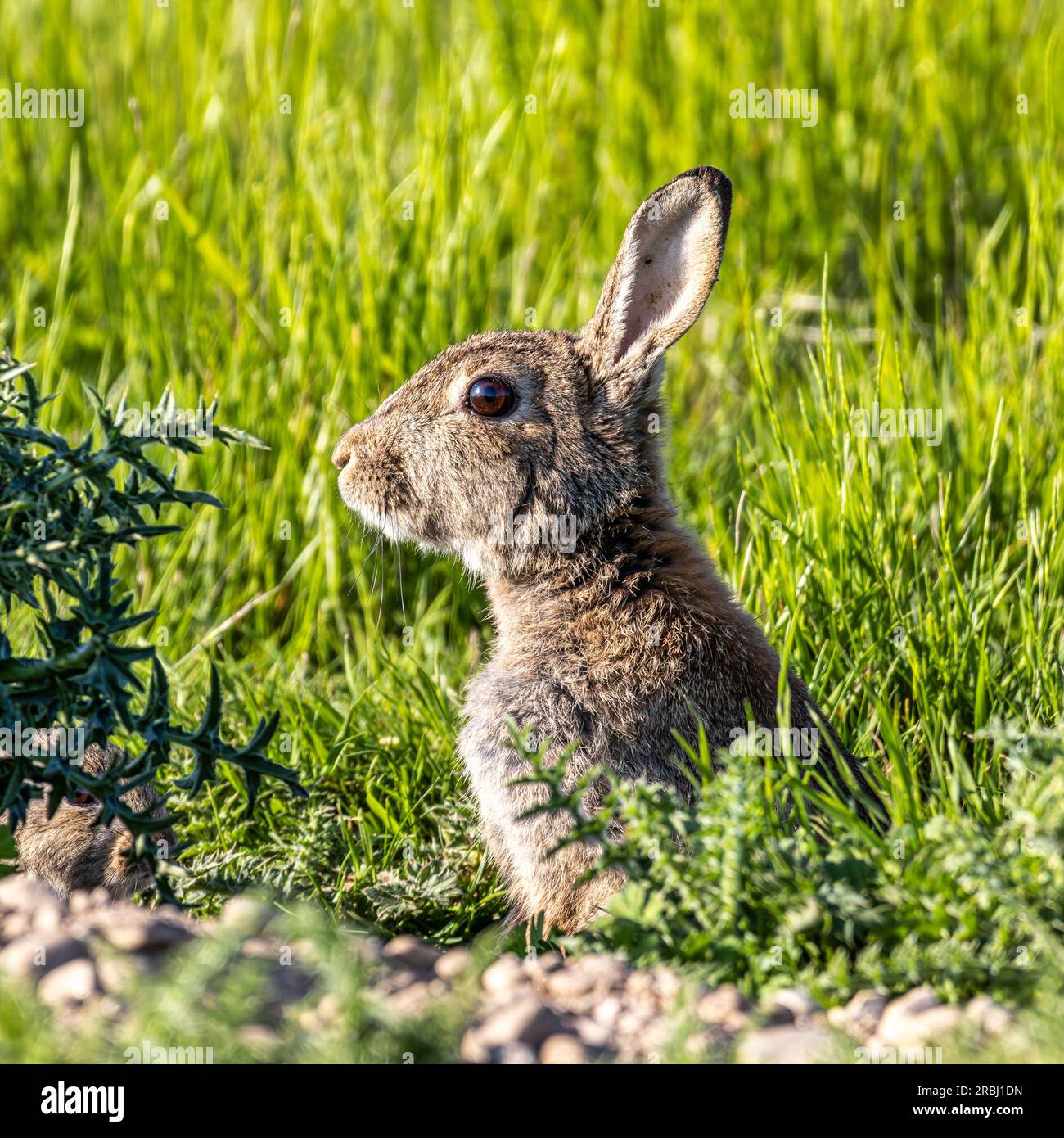 European rabbit, Common rabbit, Bunny, Oryctolagus cuniculus sitting on ...