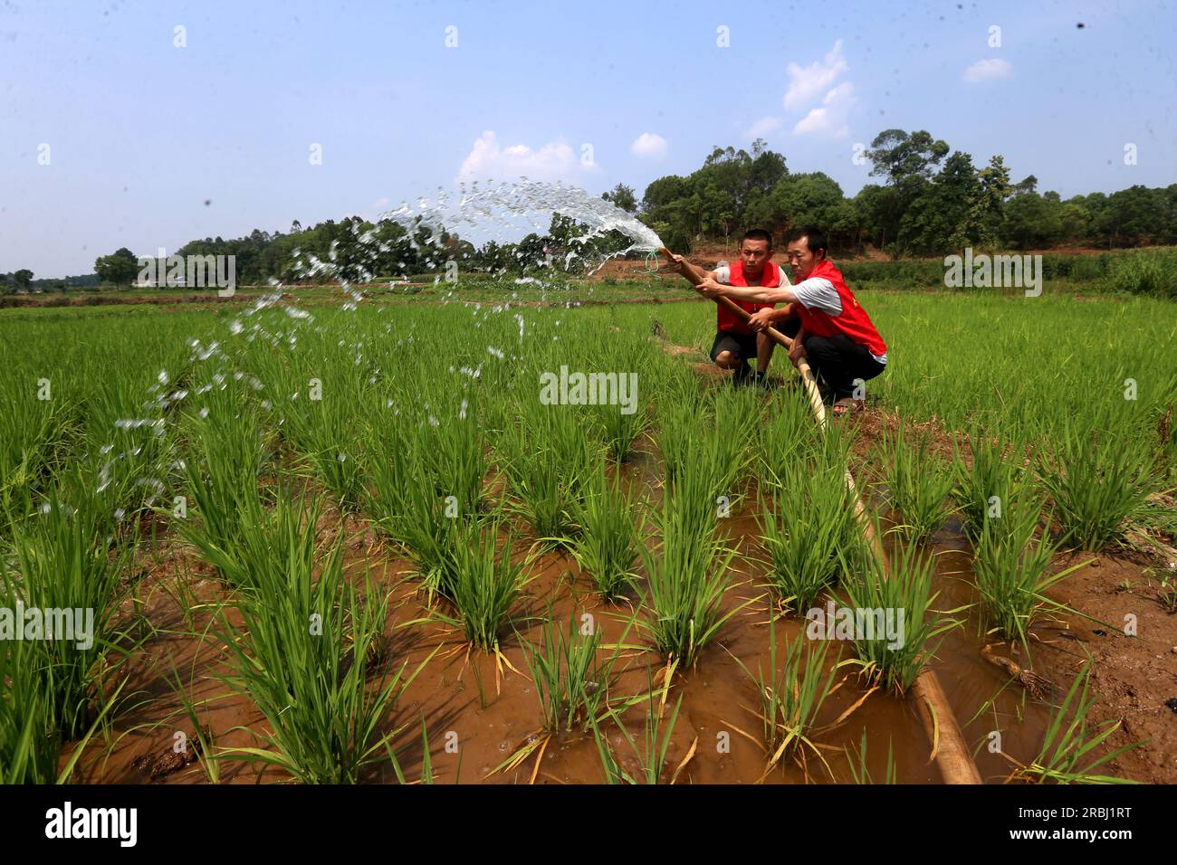 MEISHAN, CHINA - JULY 10, 2023 - A farmer uses a pump to water a dried ...