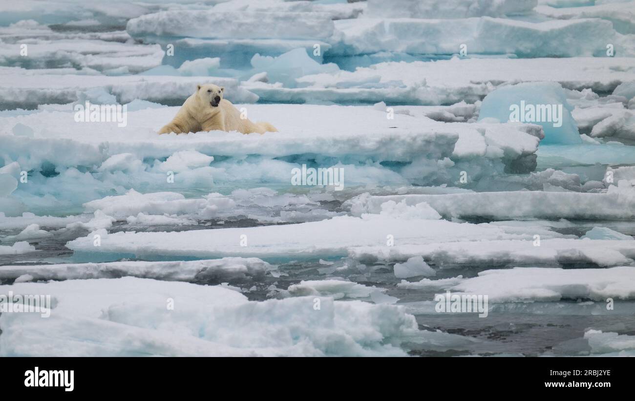 The polar bear lazes while being surrounded by a pool of melted ice ...