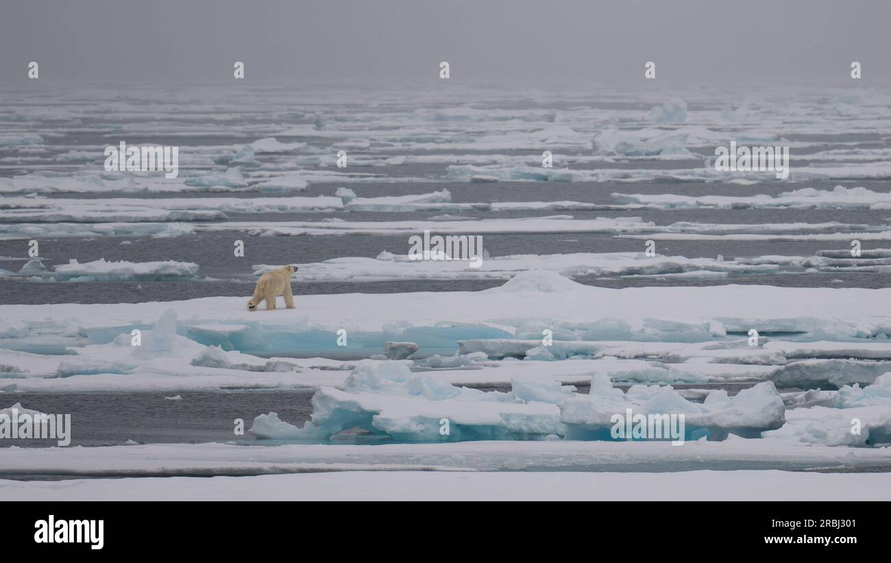 Melting ice and a solitary polar bear. Greenland: ADORABLE images of a ...