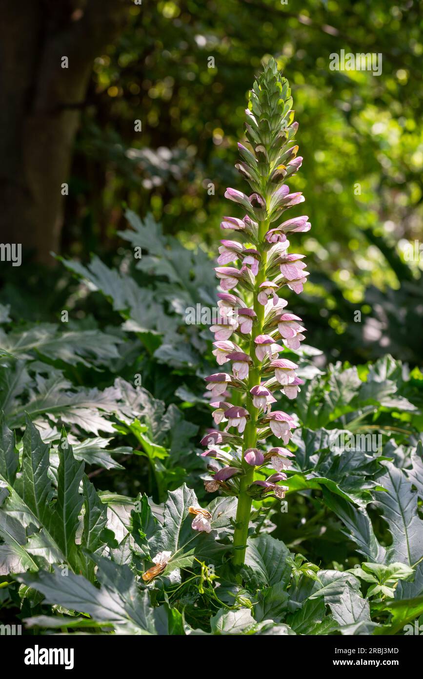 Acanthus mollis Bear's Breeches a spring summer flowering plant with a ...