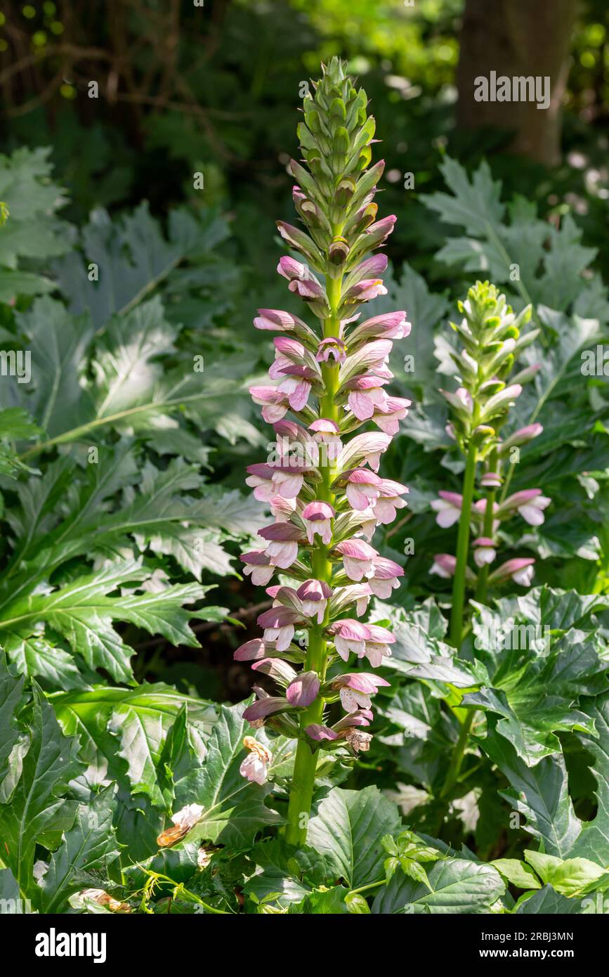 Acanthus mollis Bear's Breeches a spring summer flowering plant with a ...
