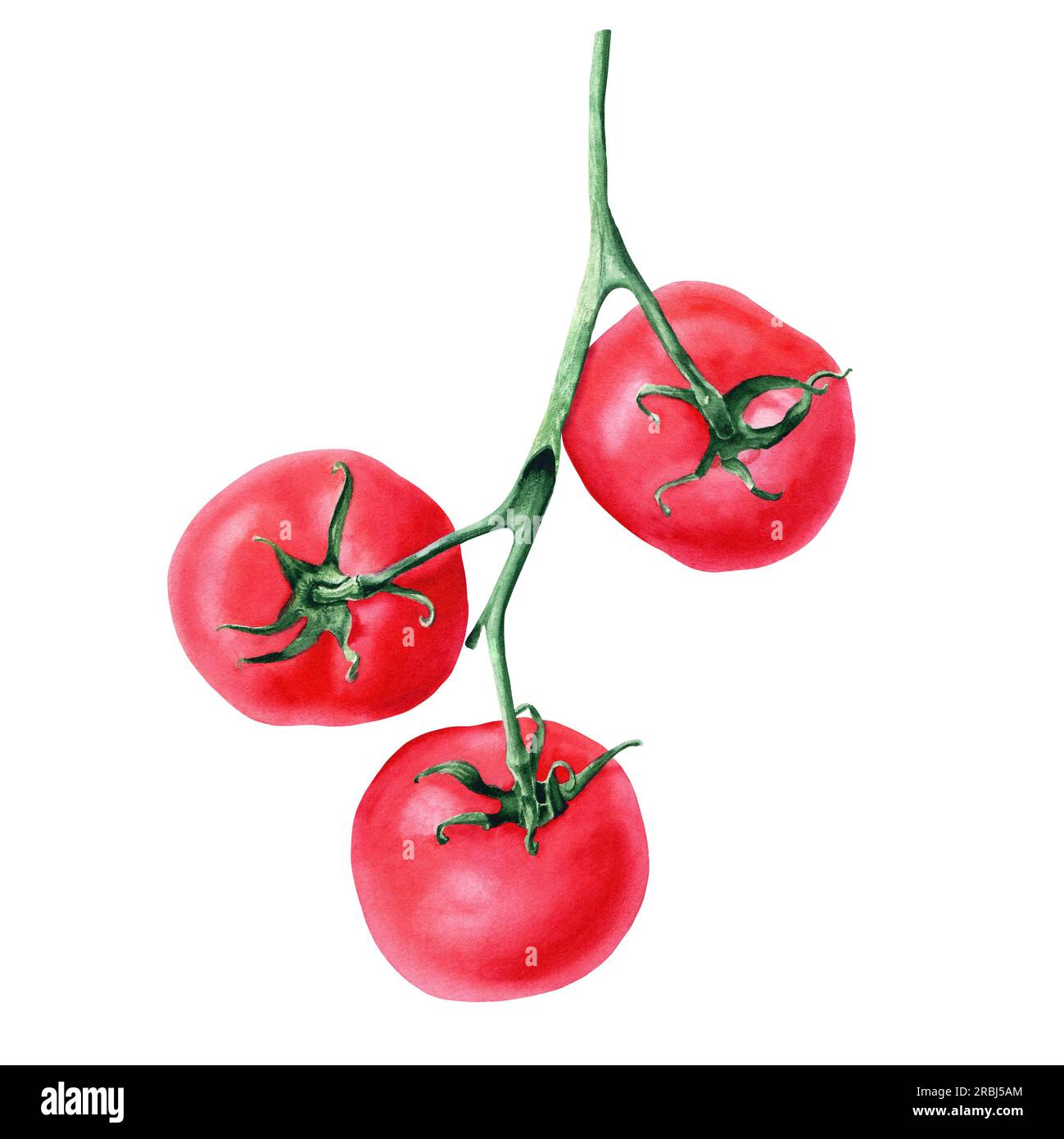 The branch of red tomato. Watercolor illustration isolated on white ...