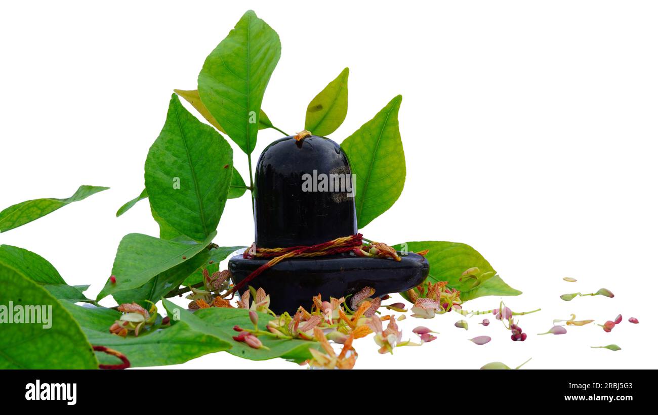 Aegle marmelos used worship of hindu god shiva lingam and traditional ...