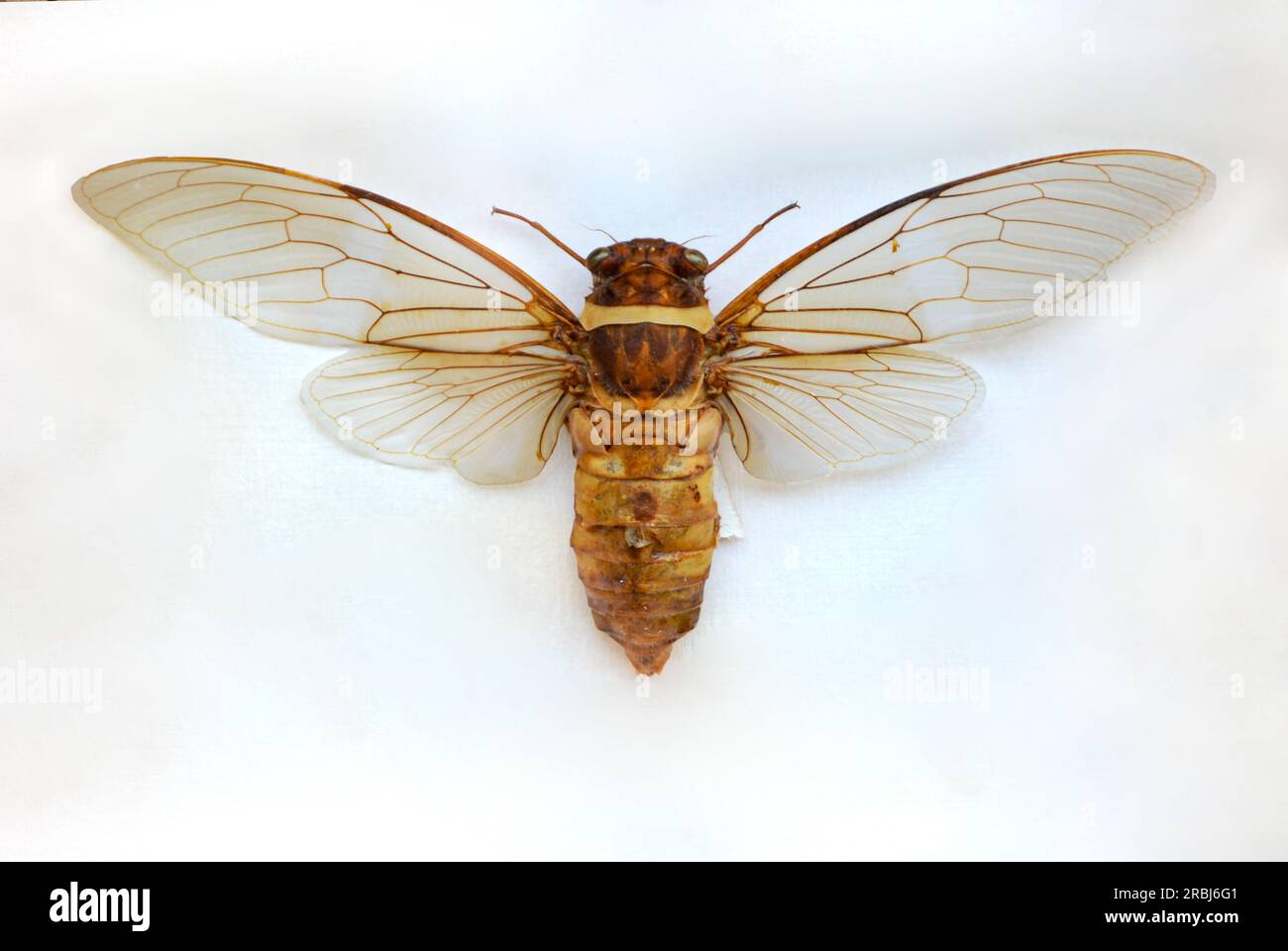 colorful cicada isolated, set of realistic tropical butterfly and ...