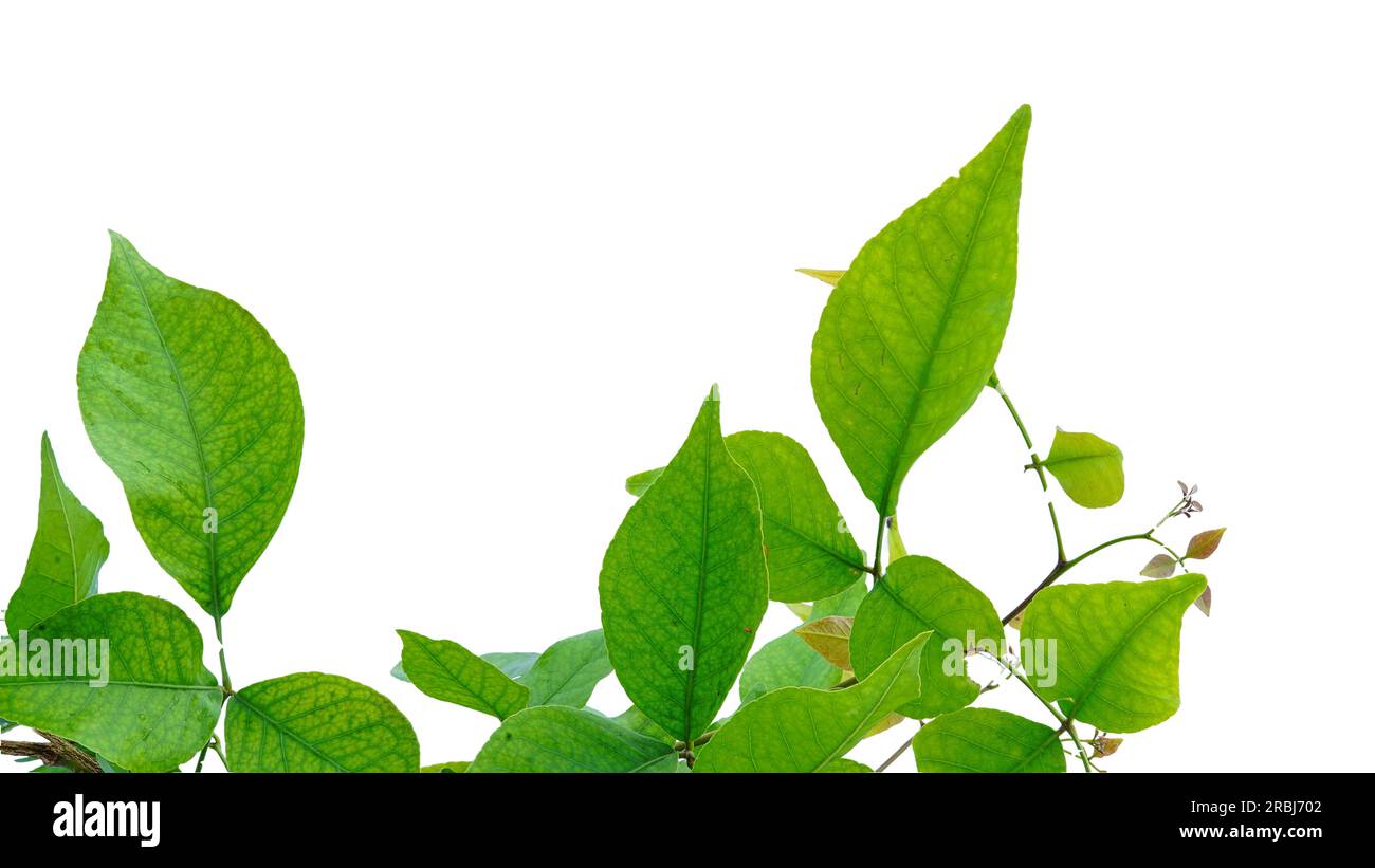 Bael leaves aegle marmelos hi-res stock photography and images - Alamy