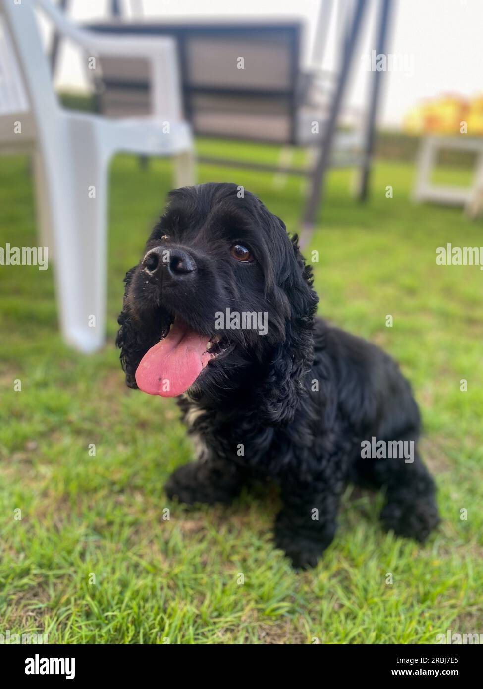 Cute black cocker spaniel mix puppy in the garden in summer Stock Photo ...
