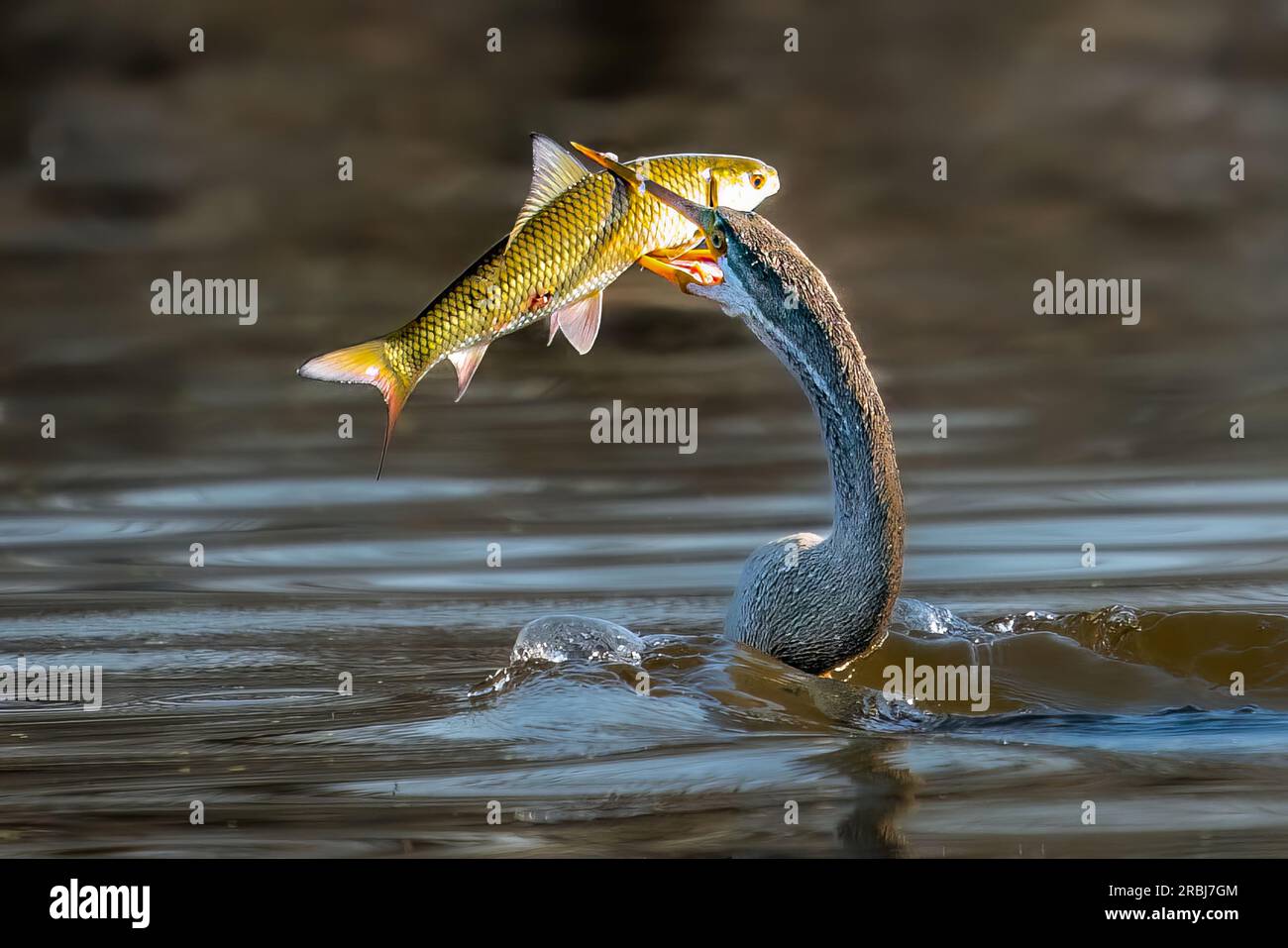 The triumphant darter. Keoladeo National Park, Rajasthan, India ...