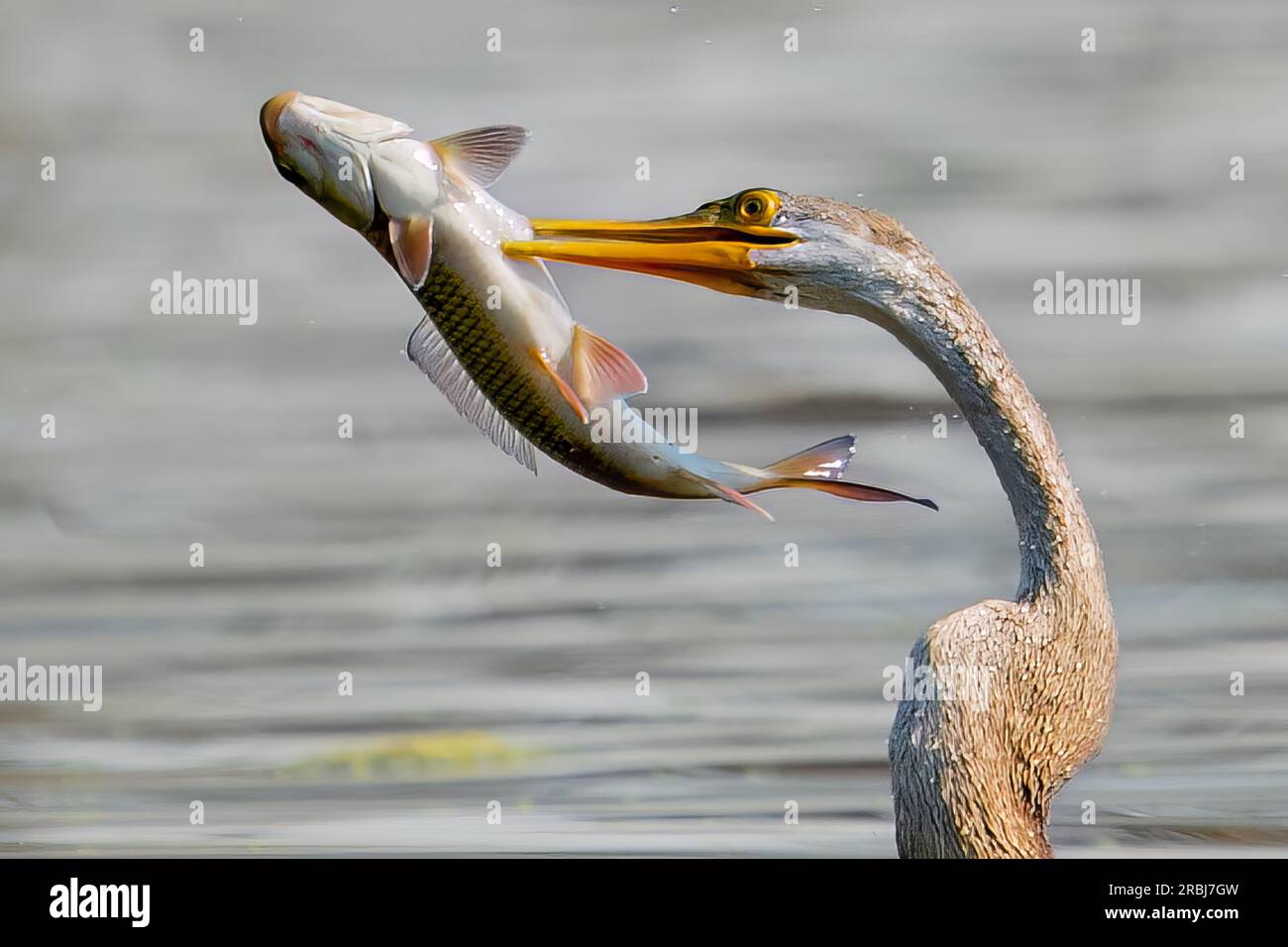 The triumphant darter. Keoladeo National Park, Rajasthan, India ...