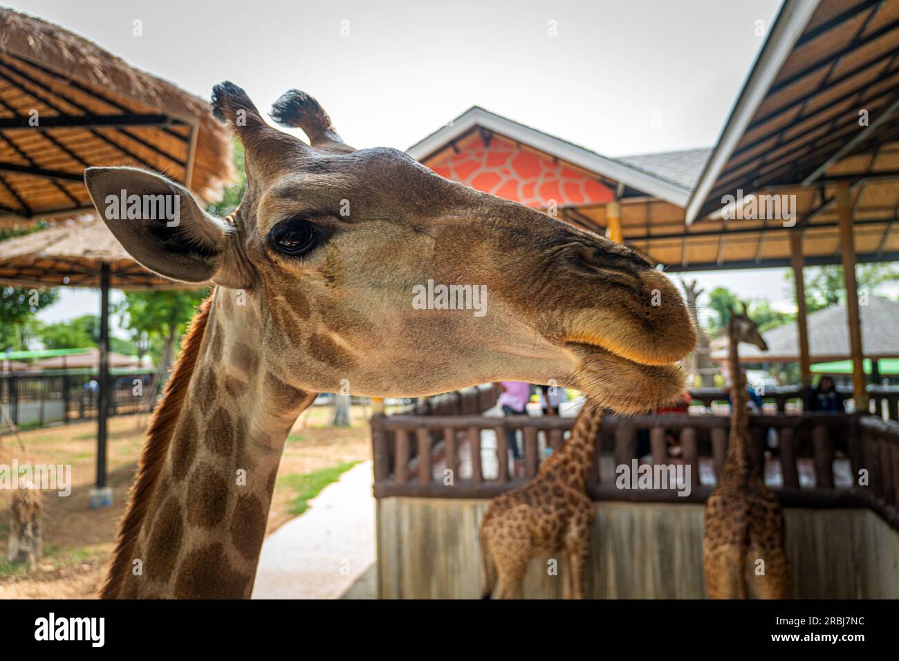 cute little girl in a straw hat, feeding a big giraffe on a green park ...
