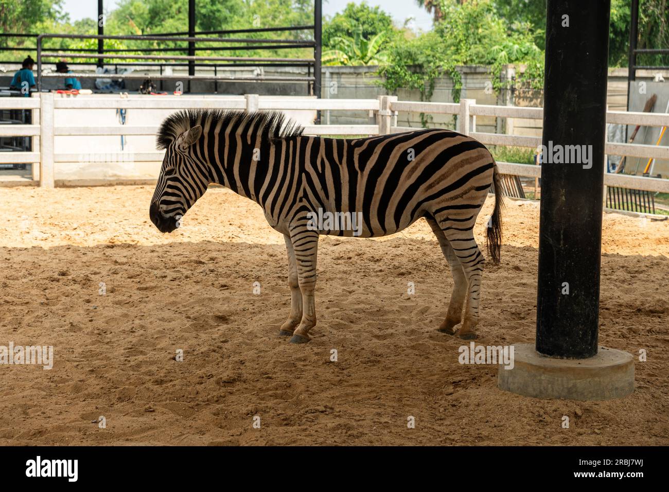 Grant's zebra zoo hi-res stock photography and images - Alamy