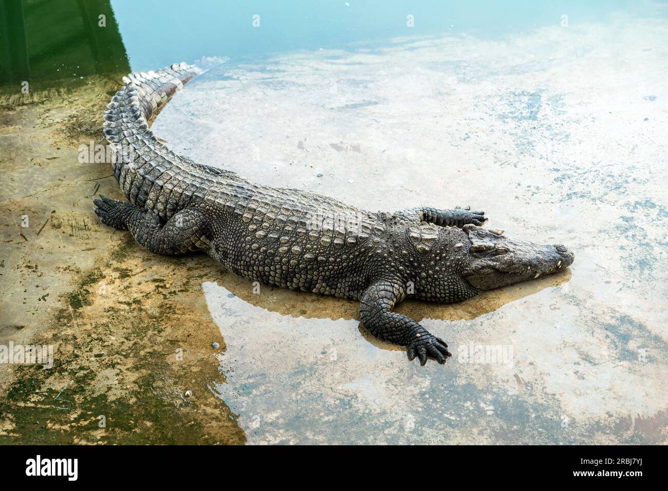 big angry dangerous crocodile is sleeping on the river bank Stock Photo ...