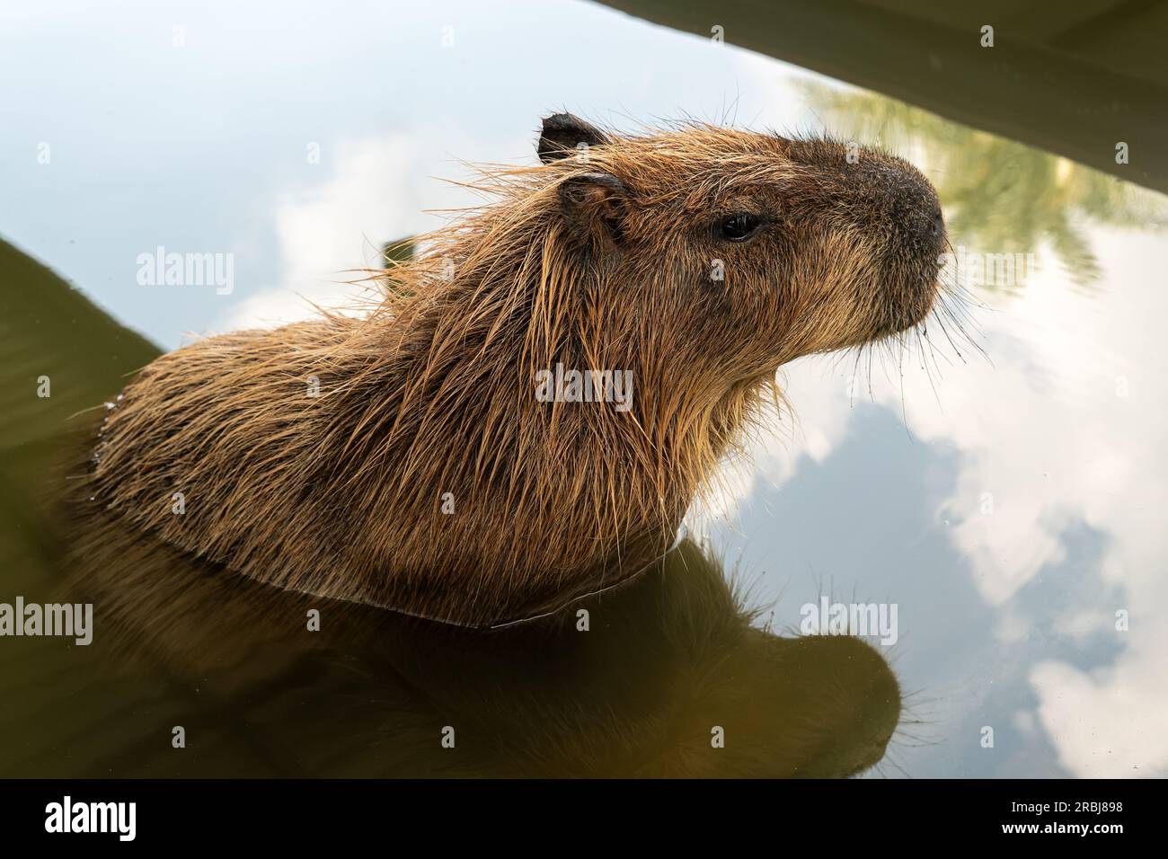 Adult Capybara Swimming in Water. capybara head close-up Stock Photo ...
