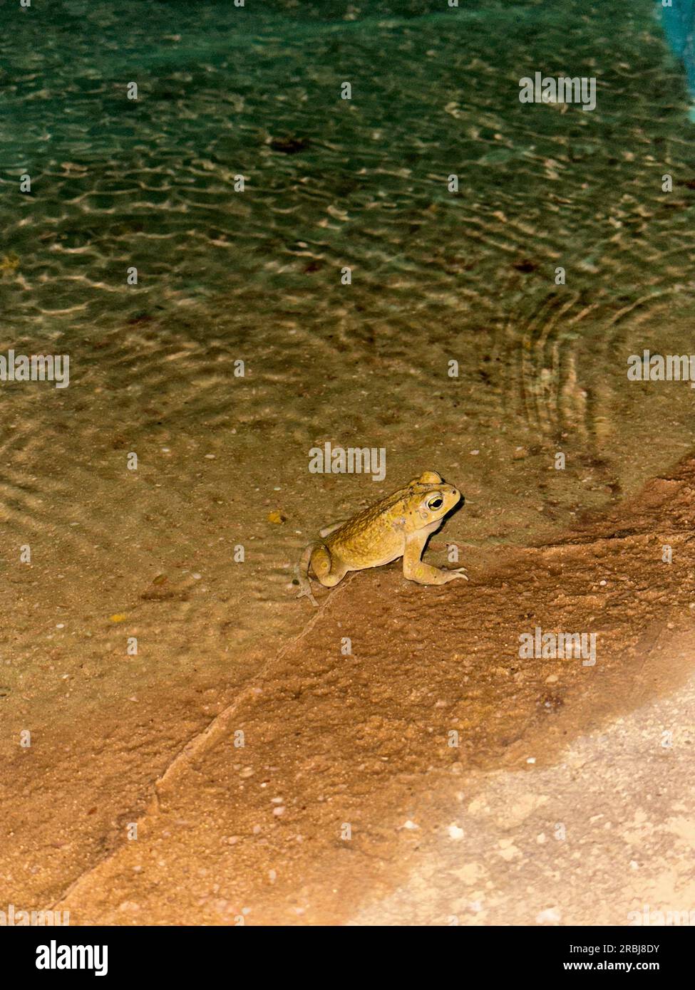 African toad hi-res stock photography and images - Alamy