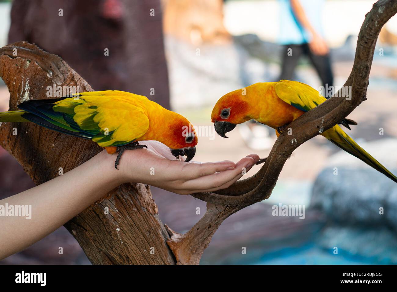 Sun conure birds eating food on hand. Feeding sun conure birds Stock Photo - Alamy