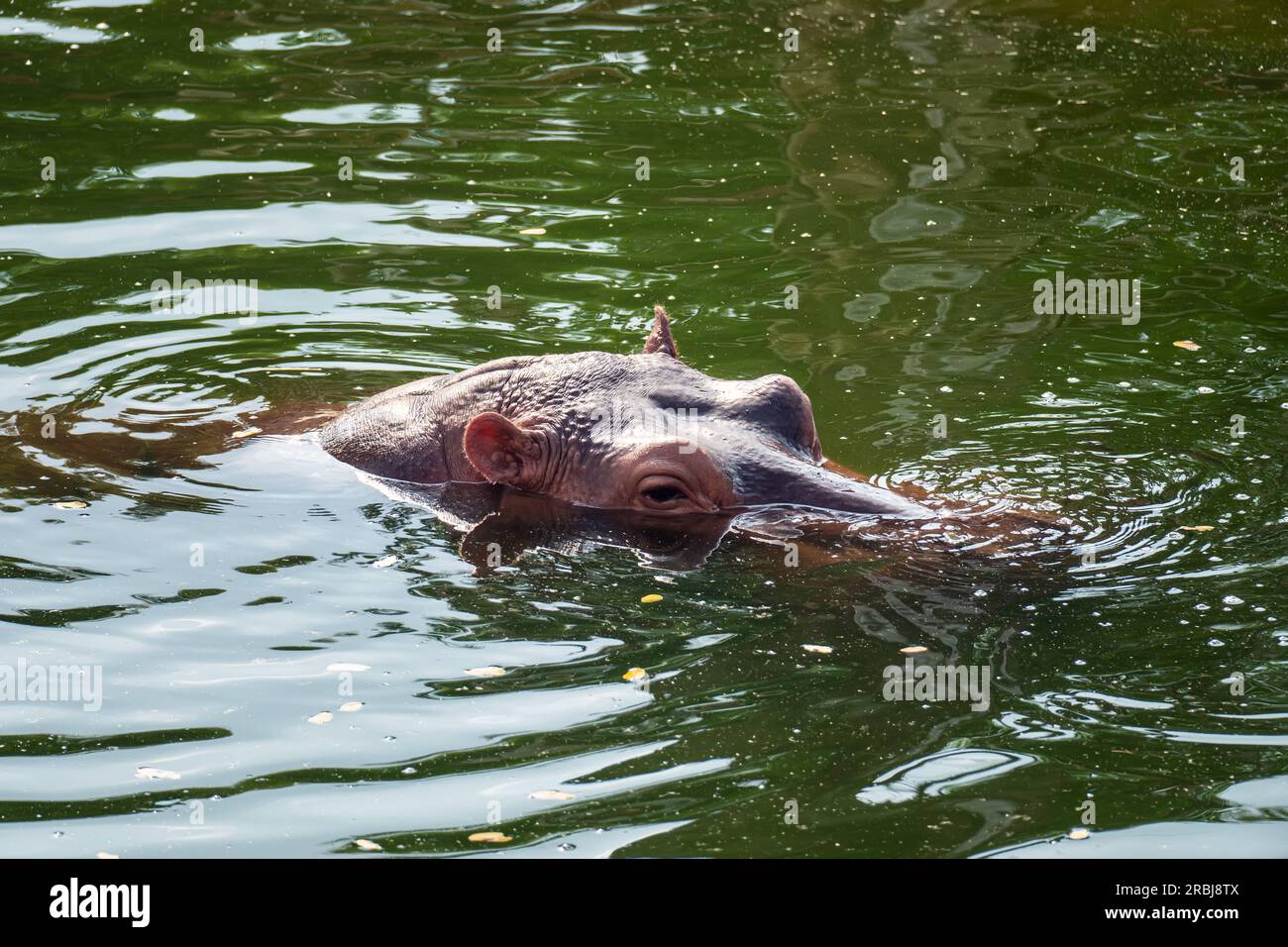 Zoo. Hippo swims in pool. Head of hippopotamus above surface of water ...