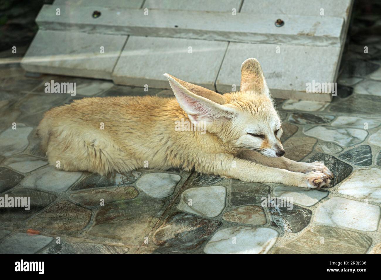 Fennec fox Vulpes zerda is small crepuscular fox native to the deserts ...