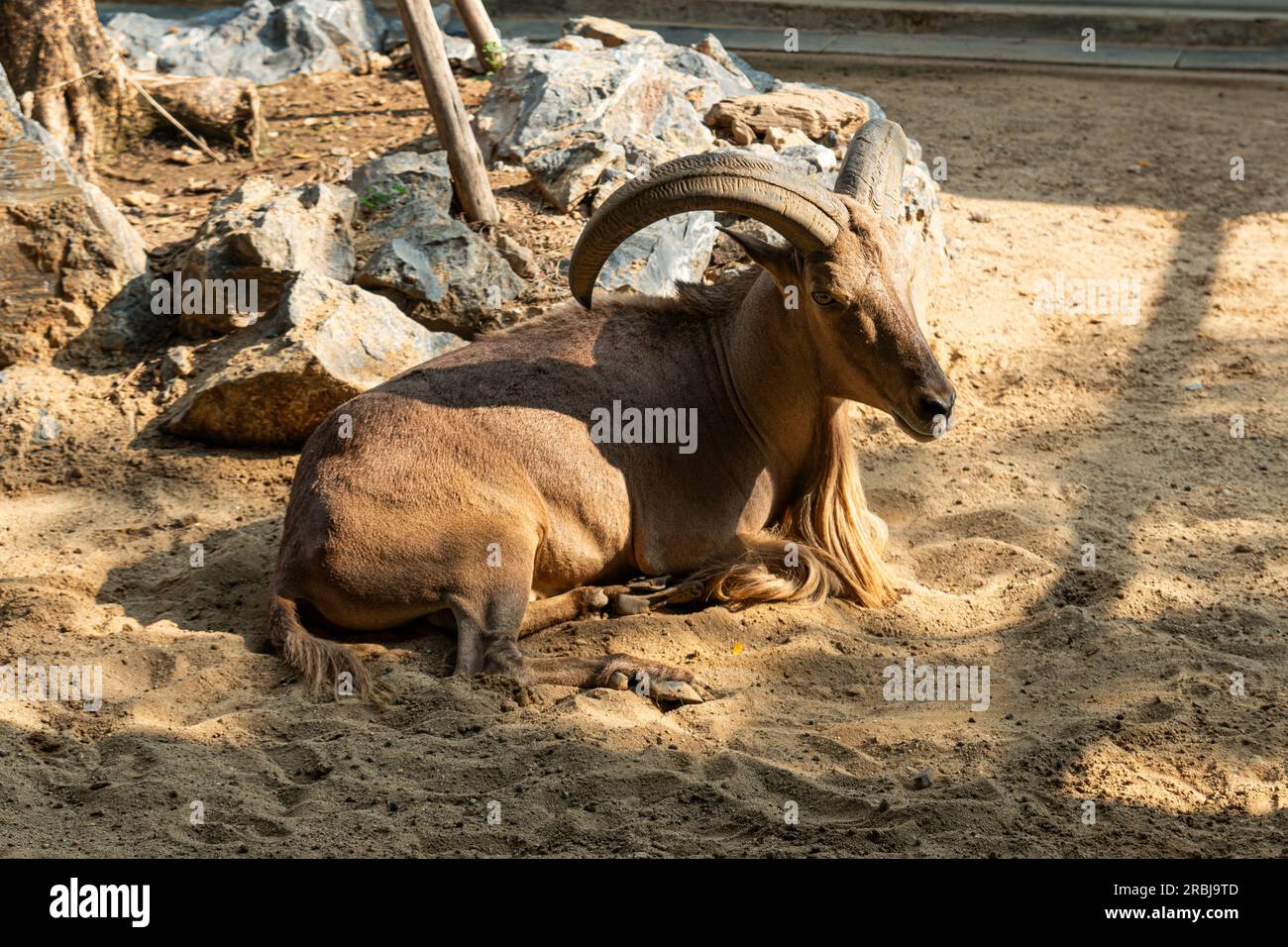 The maned ram eats hay, the animal in the zoo, the large rounded horns ...