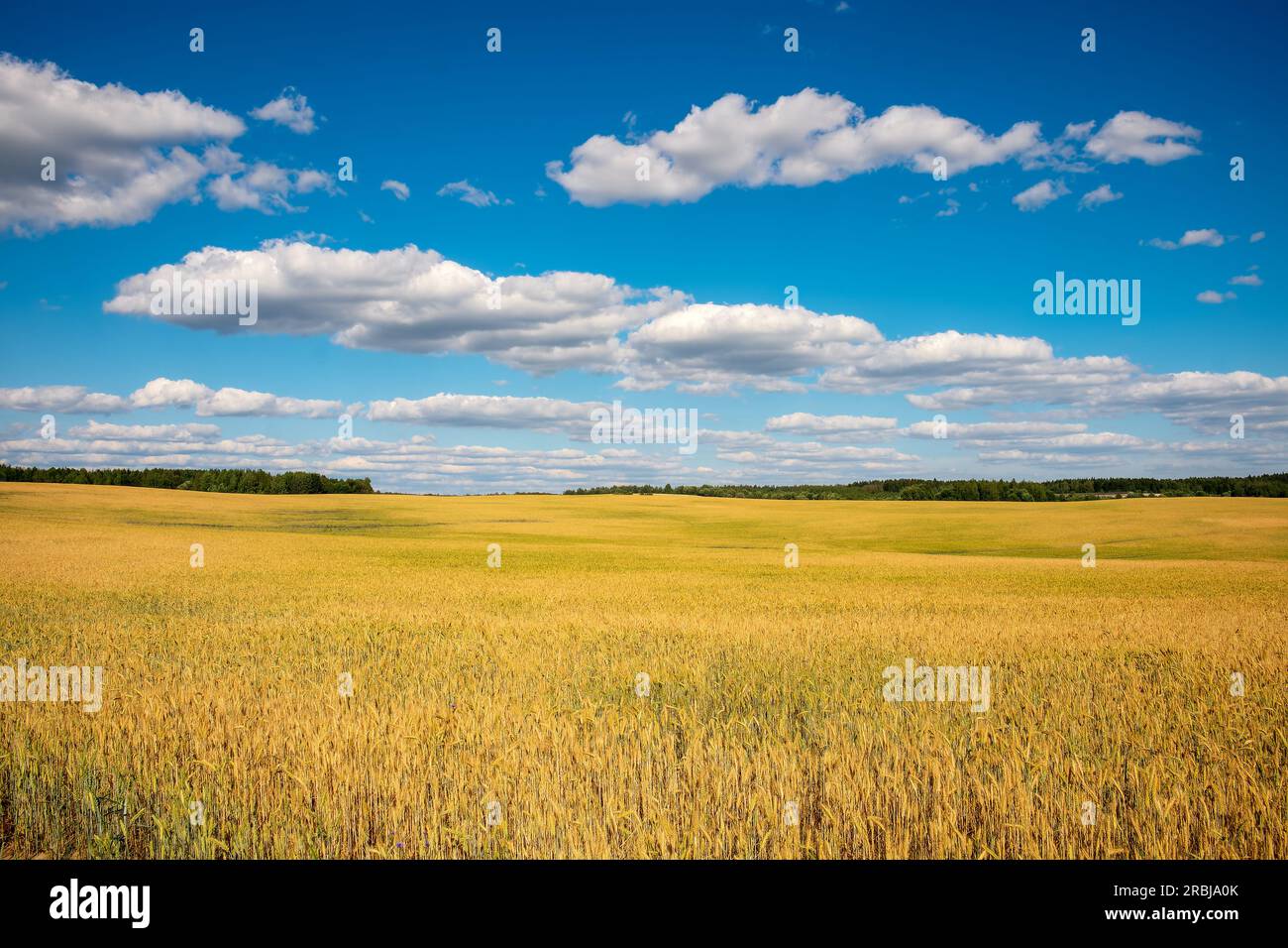 A field of wheat to the horizon. Idyllic summer rural landscape under ...