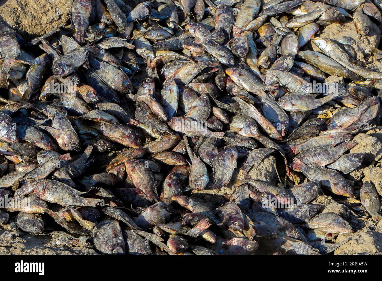 Collected dead fish rest along the Al-Ezz River in the Maysan province ...