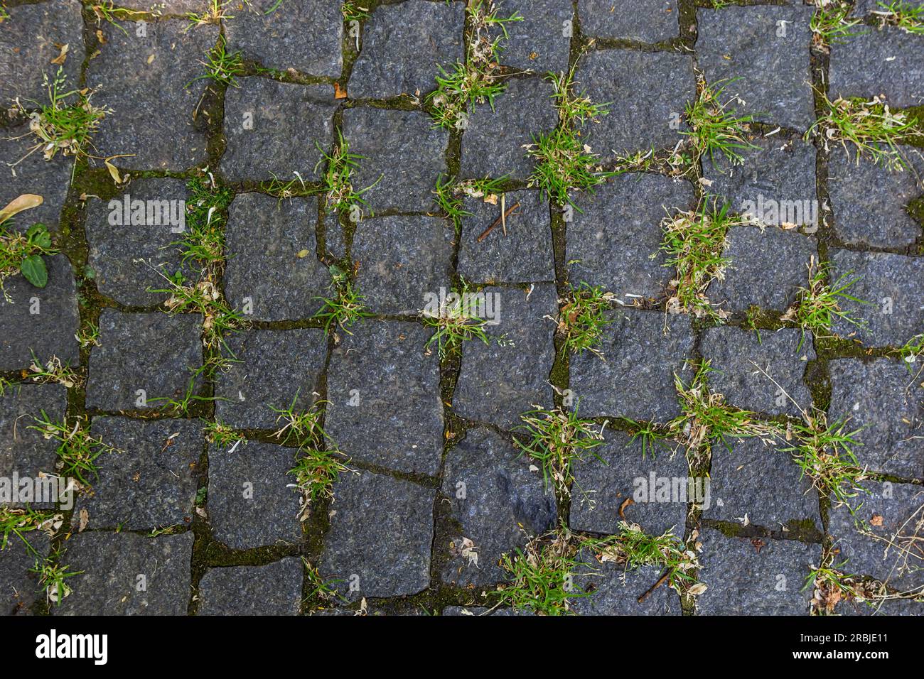 Cobblestone on the road with green grass. Background image on the theme ...