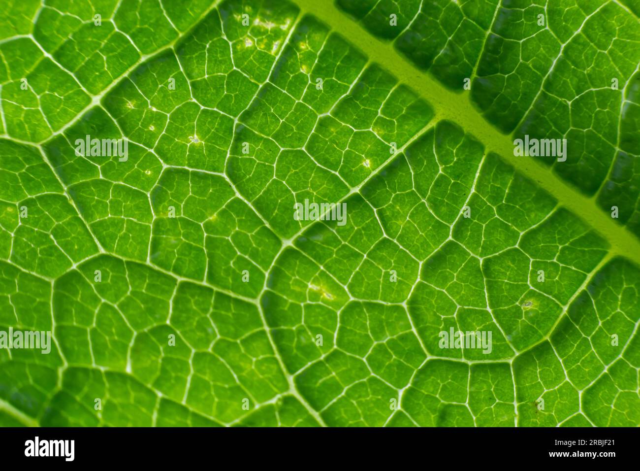 Abstract green leaves texture for background. Natural environment ...