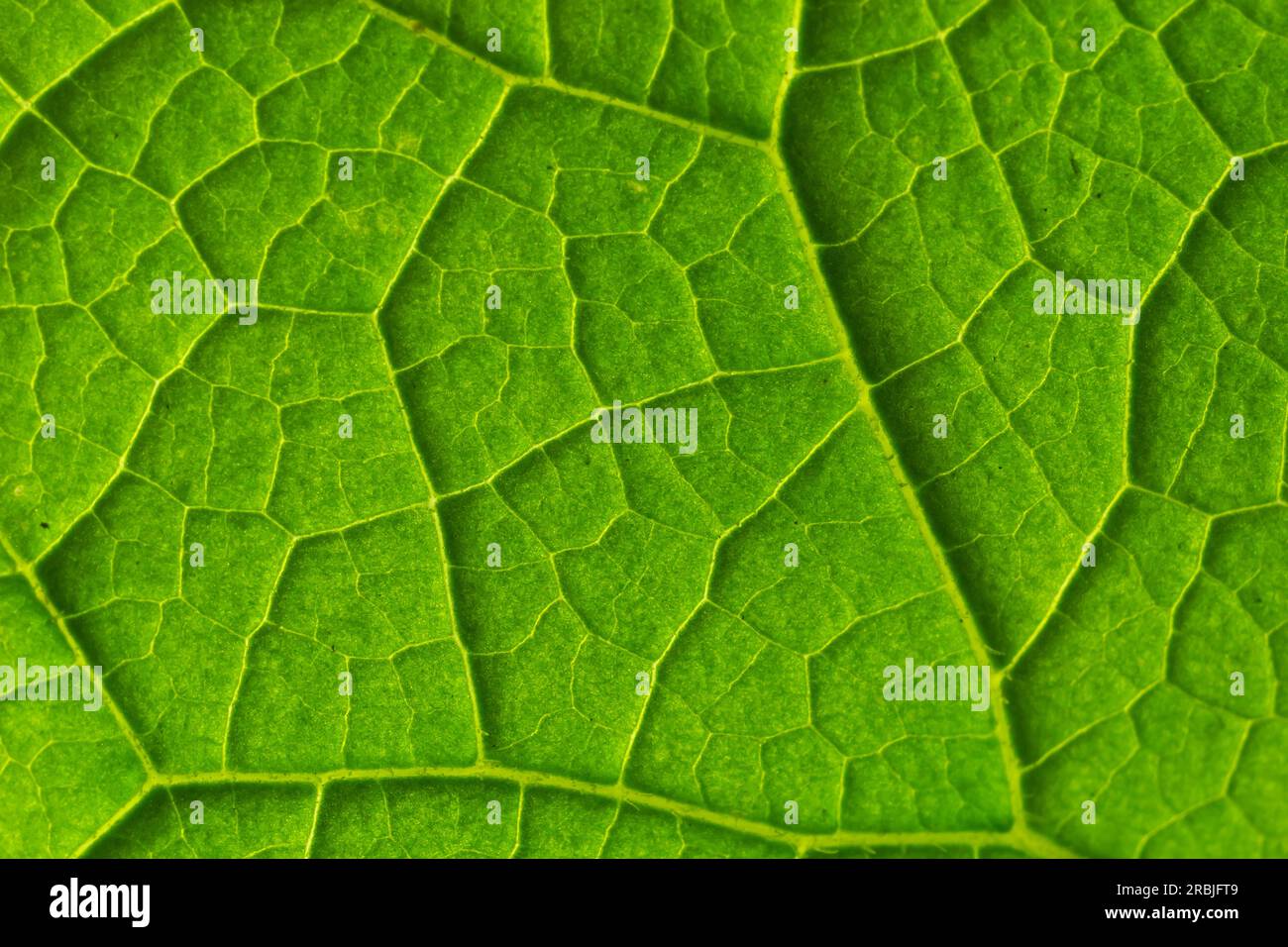 Abstract green leaves texture for background. Natural environment ...