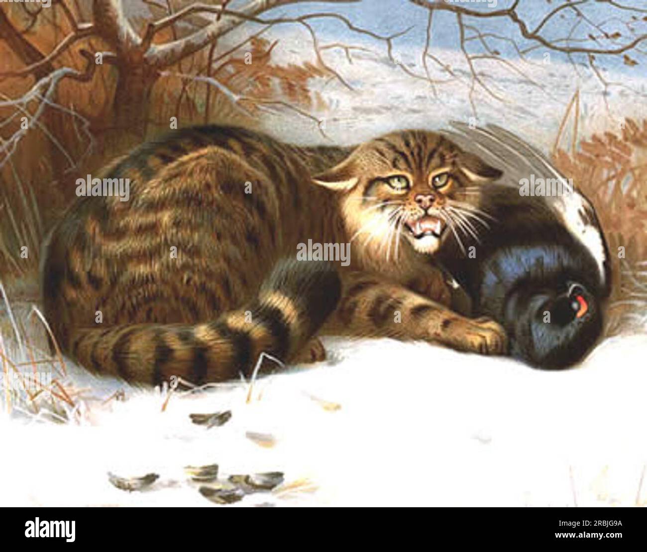Wildcat by Archibald Thorburn Stock Photo - Alamy