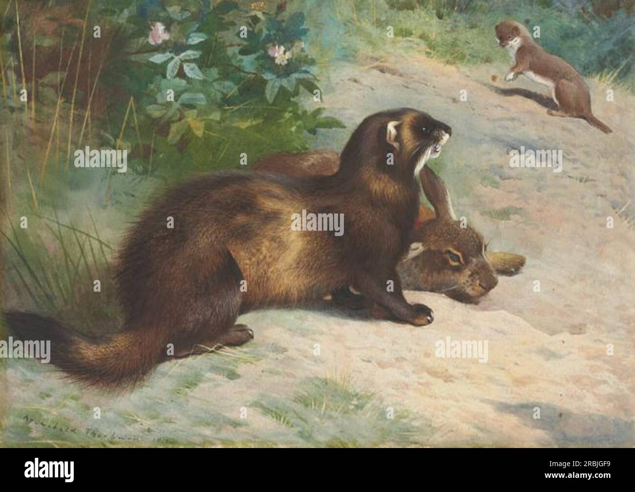 European polecat defending a rabbit carcass from a least weasel 1920 by ...