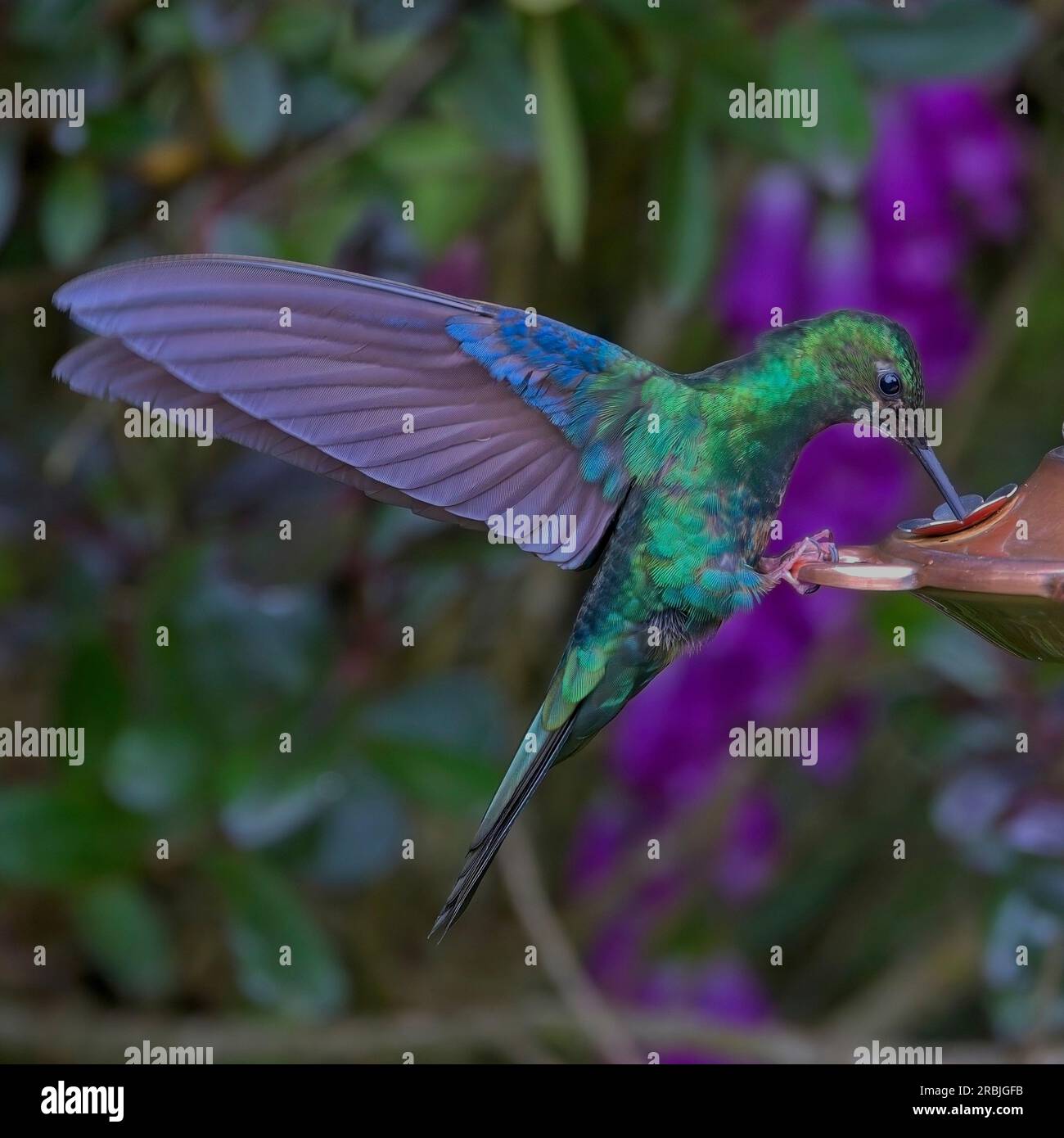 Great Sapphirewing hummingbird (Pterophanes cyanopterus), male at a ...