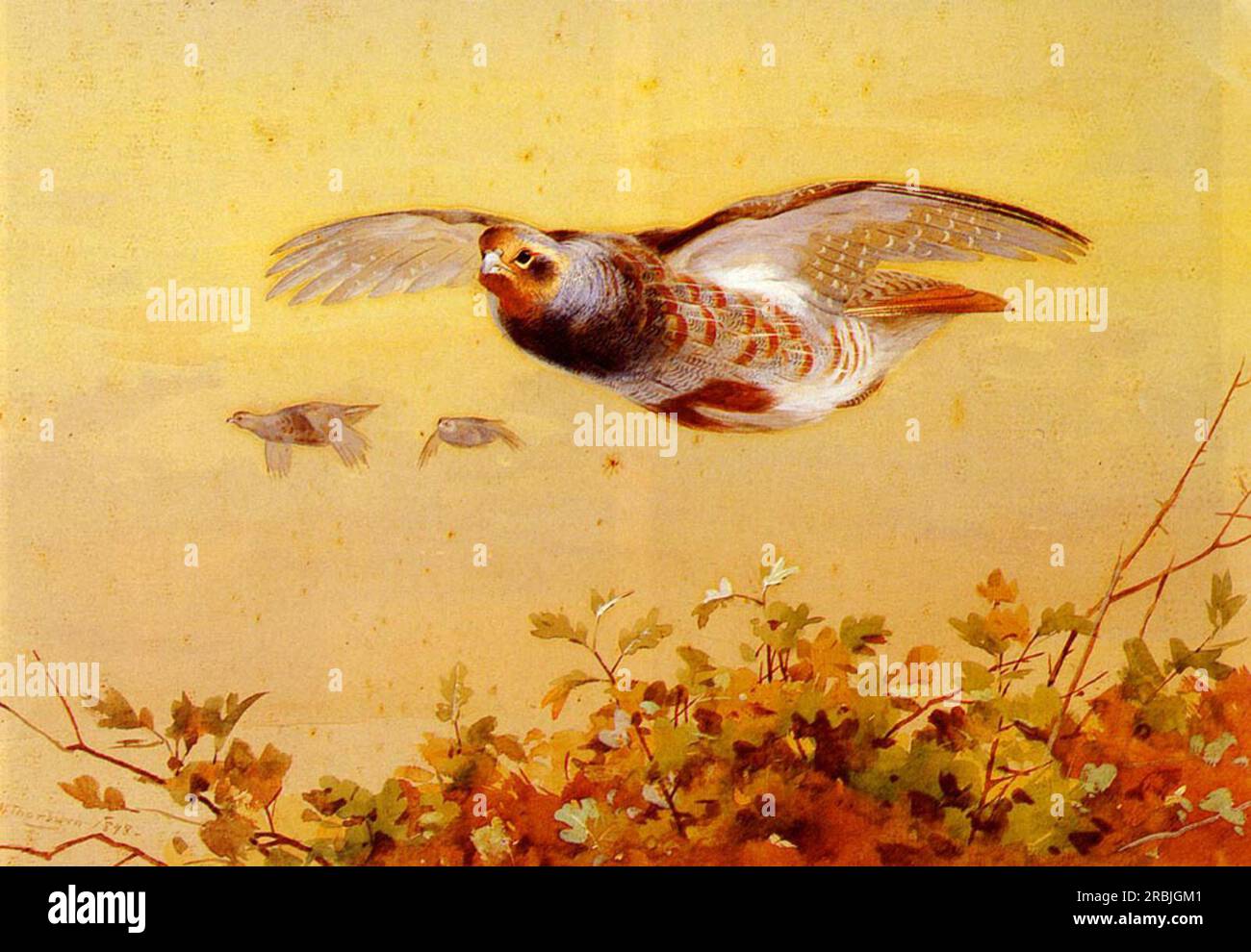 English Partridge In Flight 1898 by Archibald Thorburn Stock Photo - Alamy