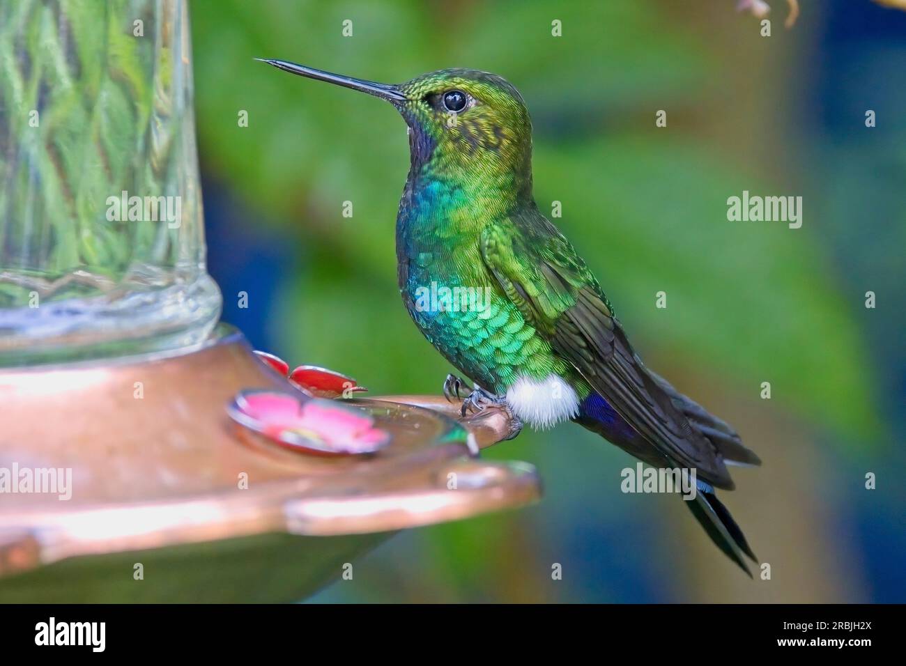 Coppery-bellied Puffleg hummingbird, (Eriocnemis cupreoventris) at a ...