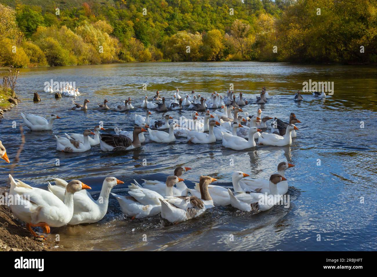 Domestic geese swim in the river. A flock of domestic geese on the ...