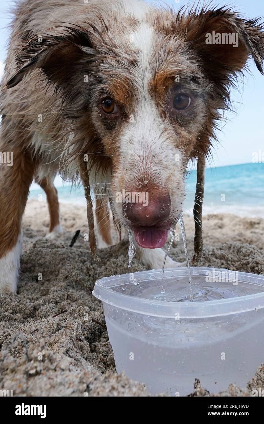 Osprey takes a break from swimming in the ocean as he and his human ...