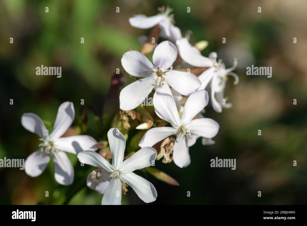 Soapwort saponaria officinalis flower hi-res stock photography and ...